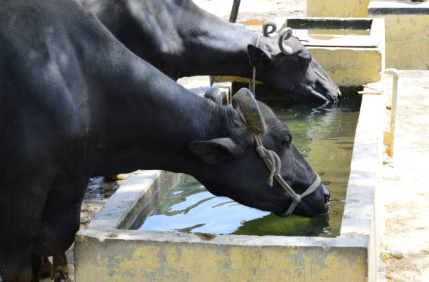 देसी भैंस की संपूर्ण जानकारी पढ़ें | Desi Bhains